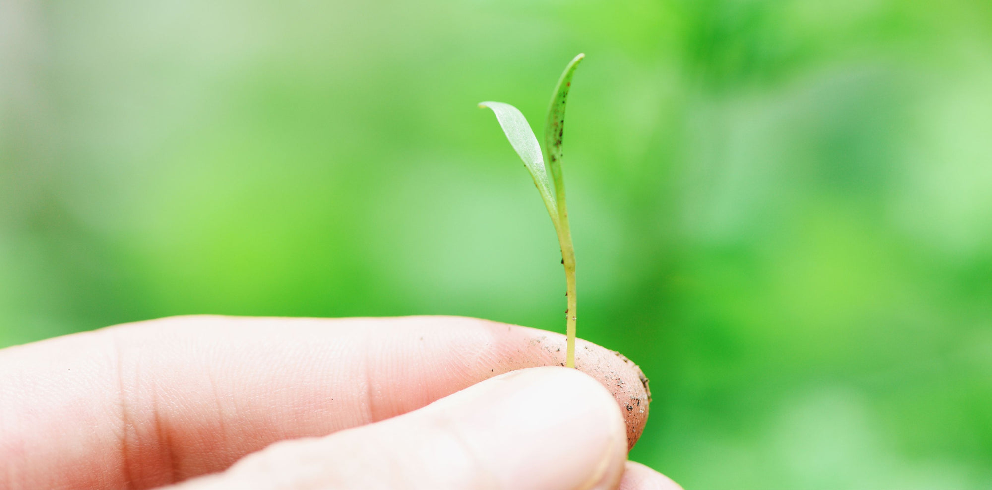 The Growing Trend of Plant Proteins in Nutrient Bars | FierceBars